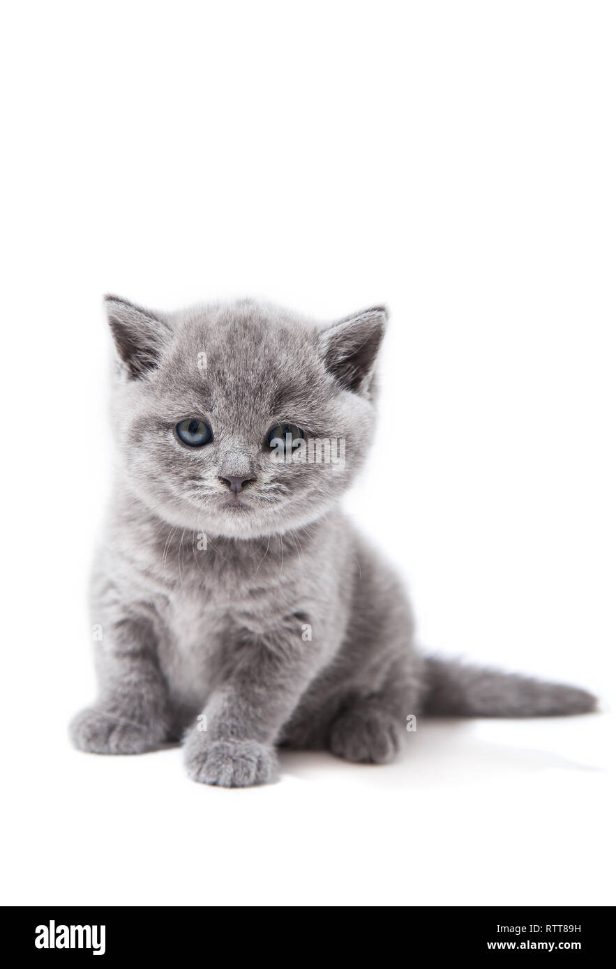 Little grey british kitten isolated on white background. Cat playing ...
