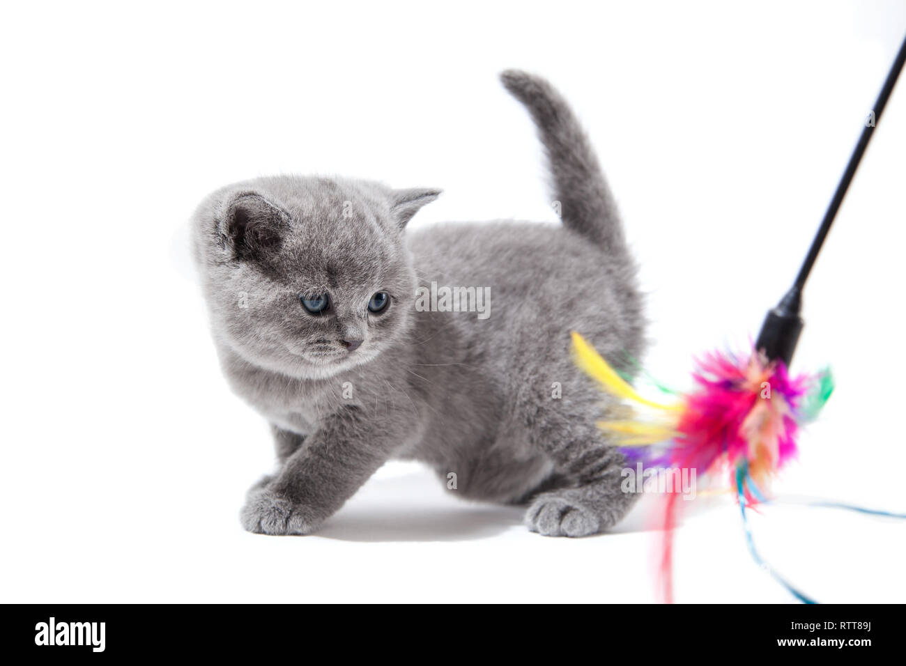 Little grey british kitten isolated on white background. Cat playing ...