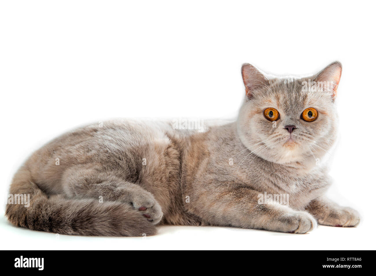 Big british golden cat with orange eyes isolated on a white background ...
