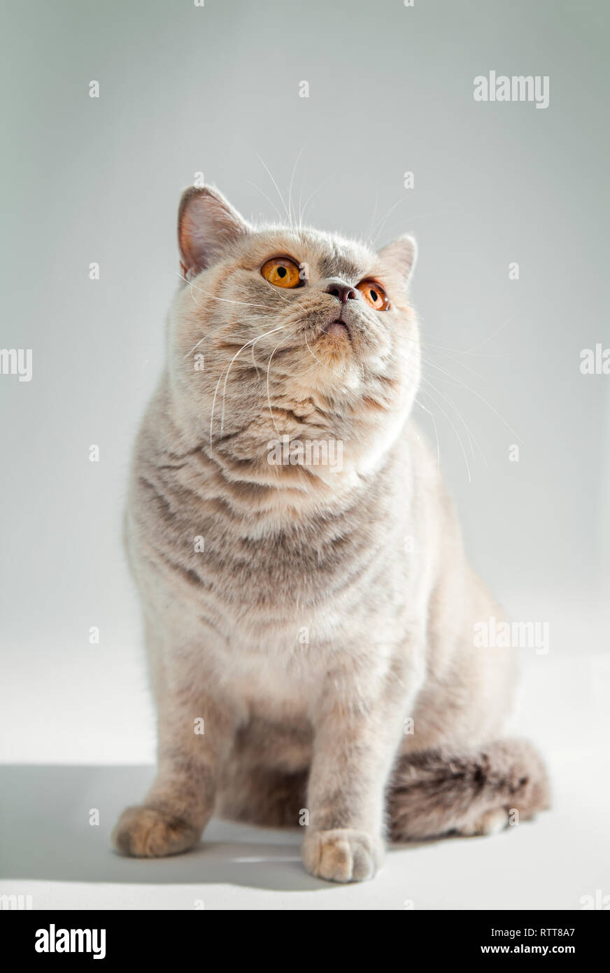 Big british golden cat with orange eyes isolated on a white background ...