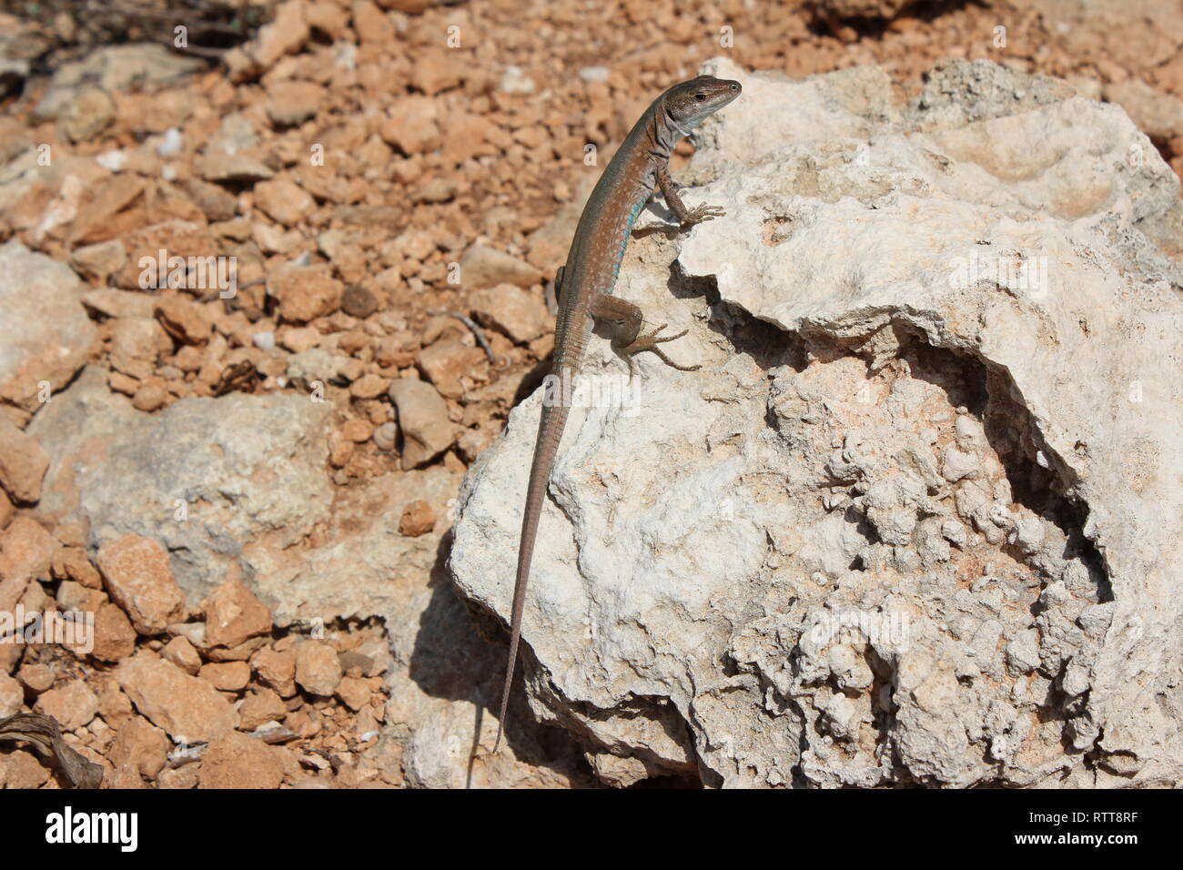 Female of Maltese Wall Lizard (Podarcis filfolensis) Comino Malta Stock ...