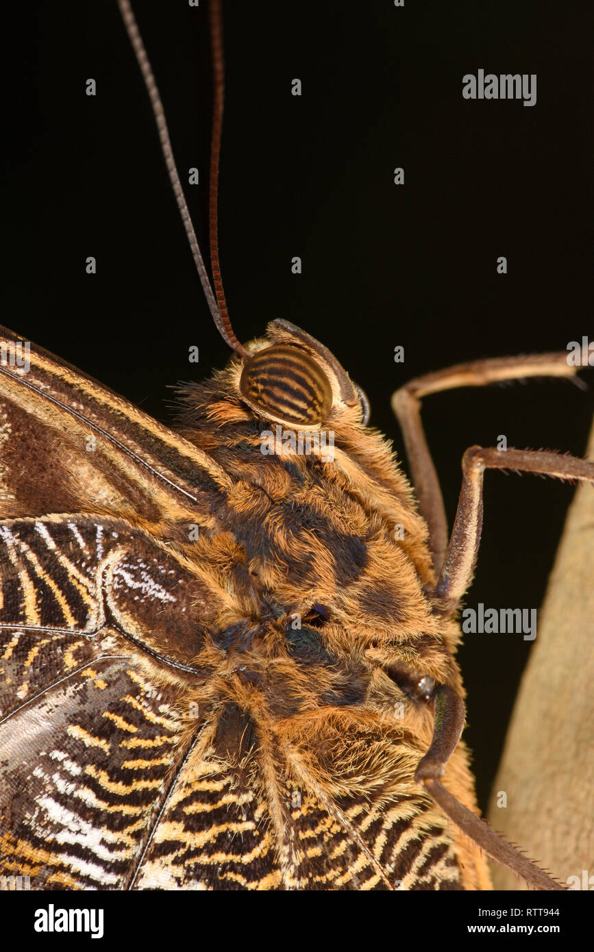 Yellow-edged Giant Owl Butterfly (Caligo atreus) close-up of head and ...