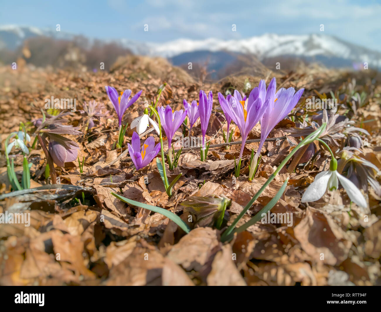 Purple snowdrops growing in spring hi-res stock photography and images ...