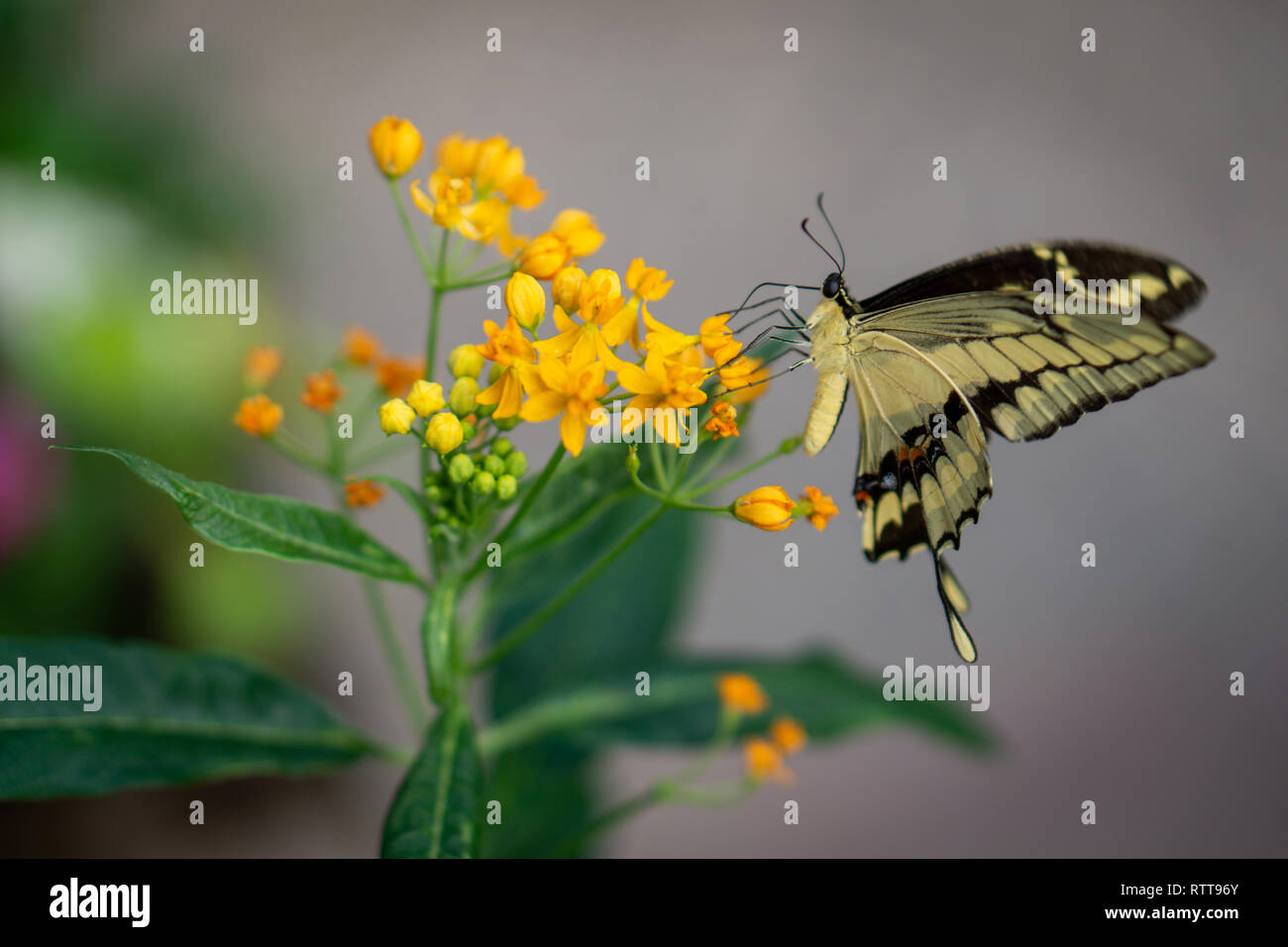 butterfly botanic garden Stock Photo - Alamy