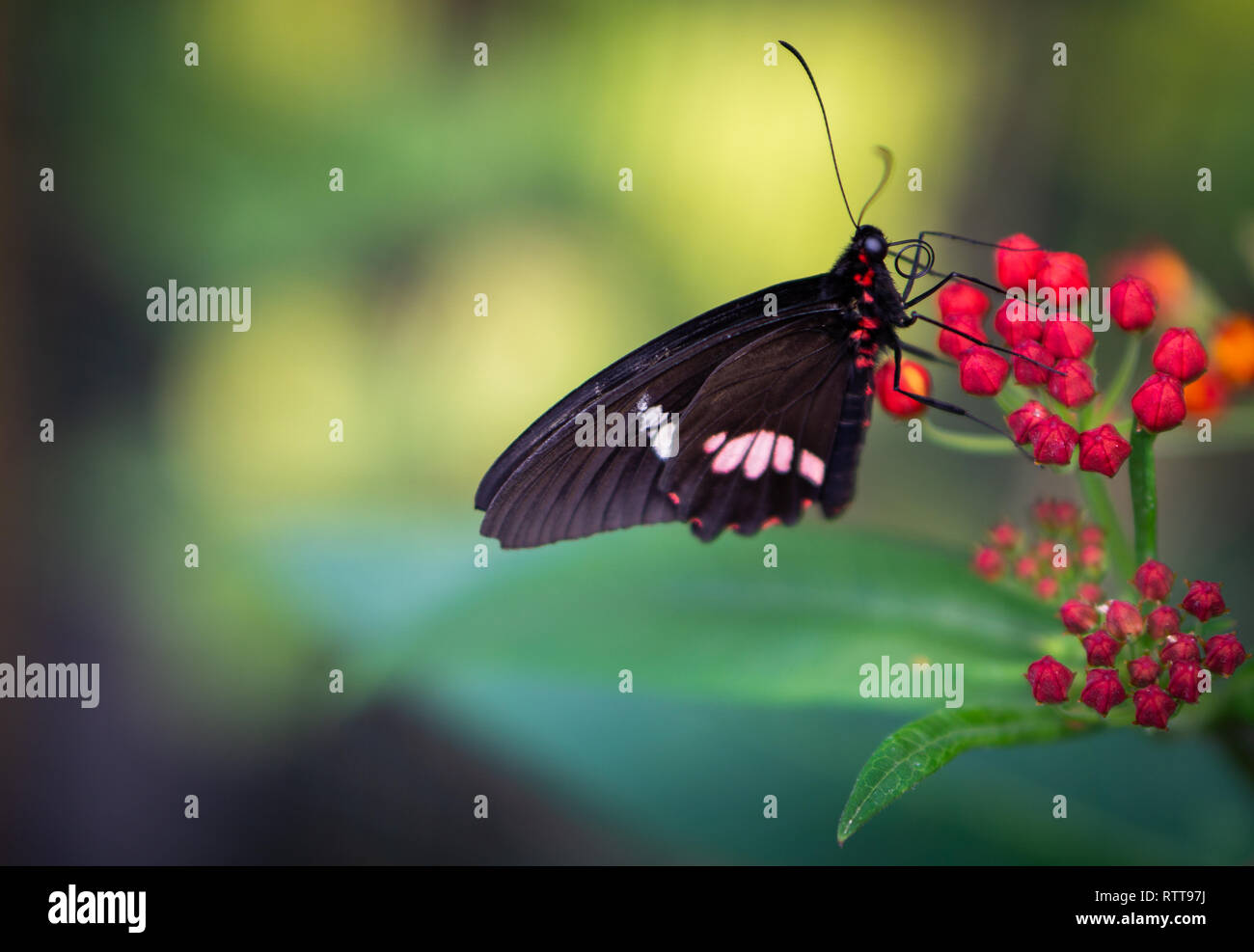 Parides iphidamas butterfly hi-res stock photography and images - Alamy