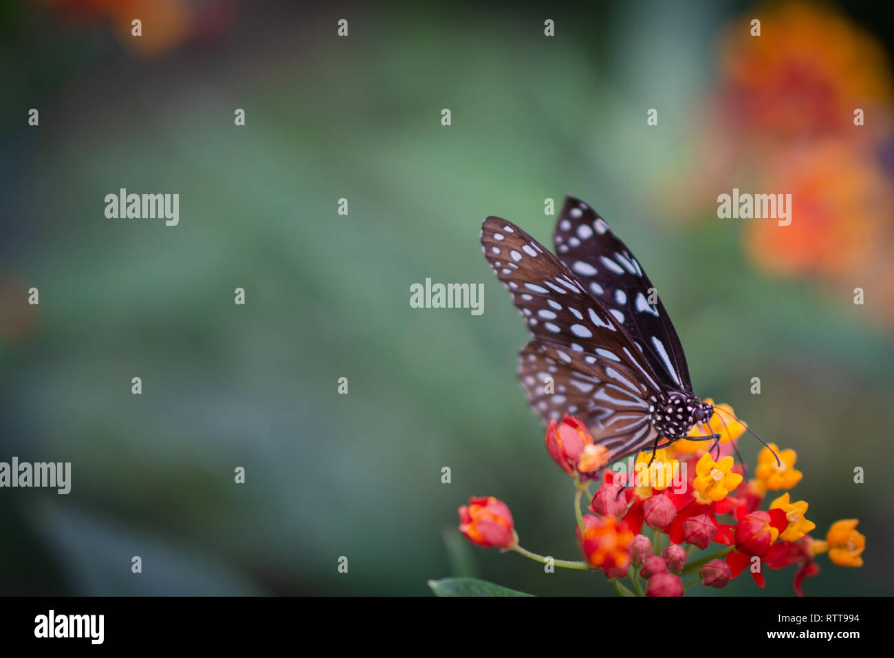 butterfly botanic garden Stock Photo - Alamy