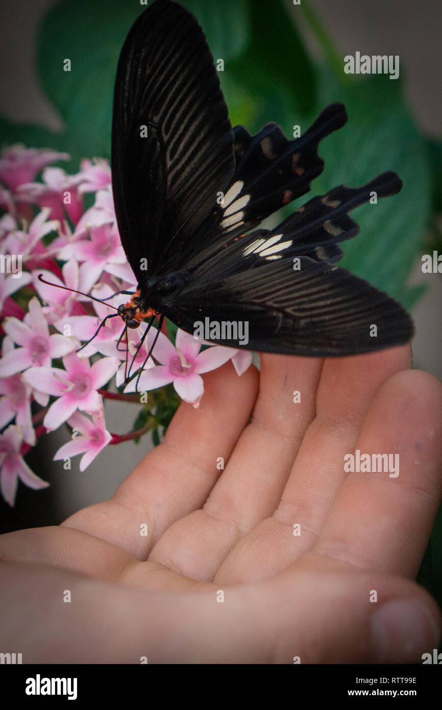 butterfly botanic garden Stock Photo - Alamy