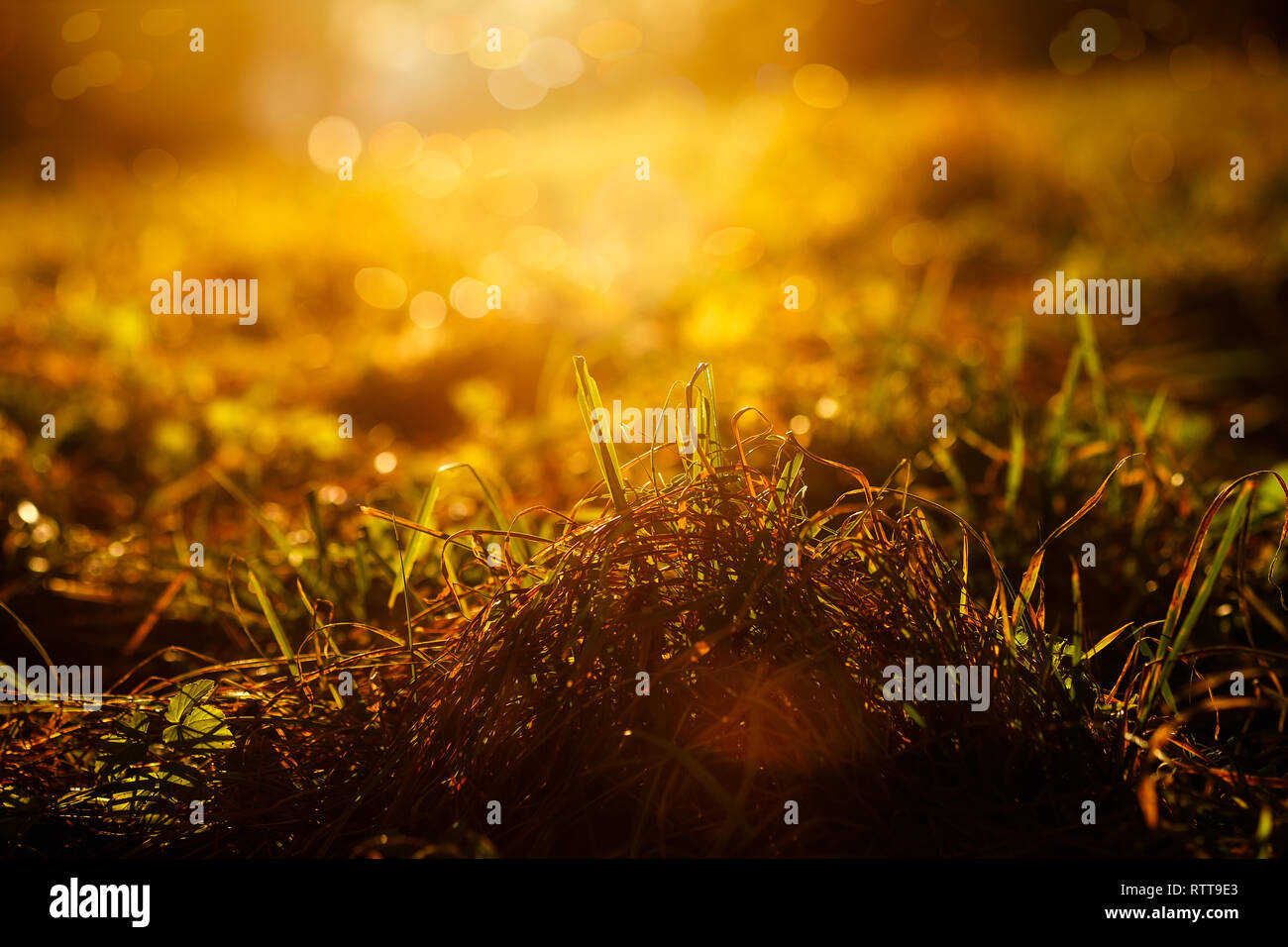 Grass on a meadow in backlight of sunlight with bokeh Stock Photo - Alamy