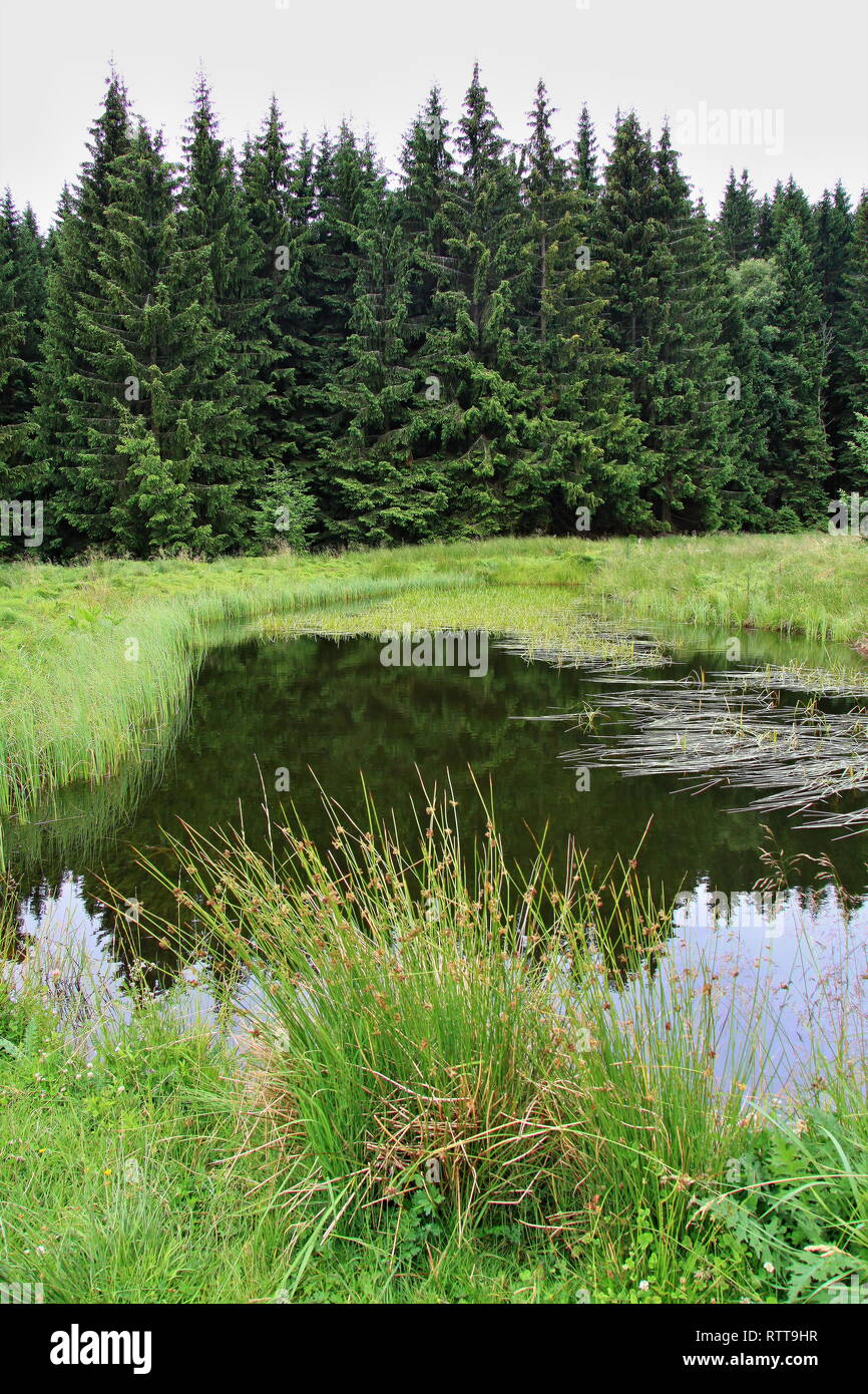 Natural Reserve Kladska in Slavkov Forest, Karlovy Vary Region, Czech ...
