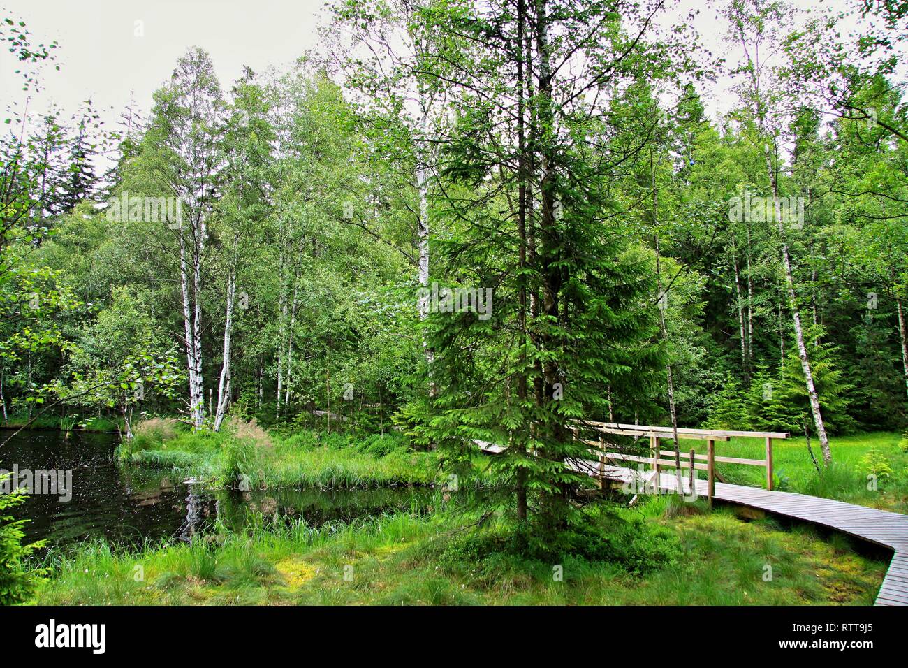 Slavkov forest hi-res stock photography and images - Alamy