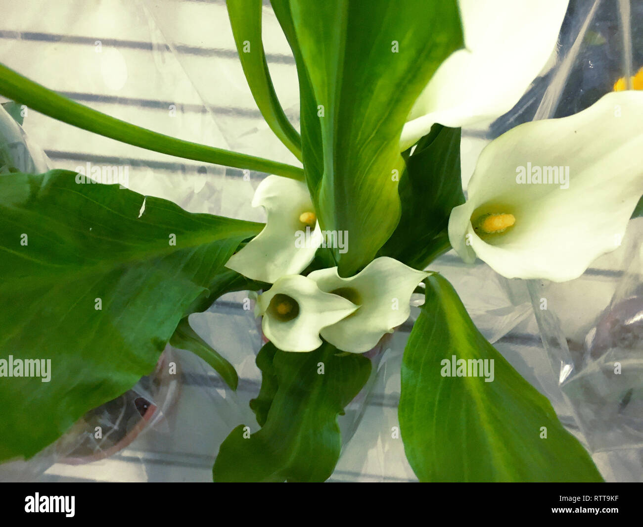 Dragon calla hi-res stock photography and images - Alamy