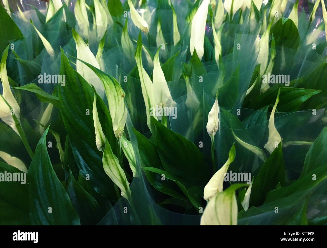 White with green callas flower preparing for sale at shop Stock Photo ...