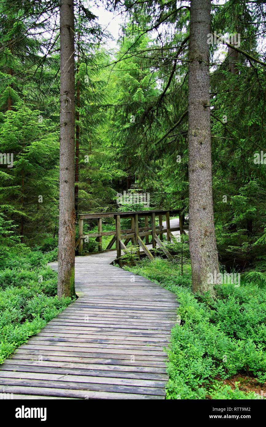Natural Reserve Kladska in Slavkov Forest, Karlovy Vary Region, Czech ...