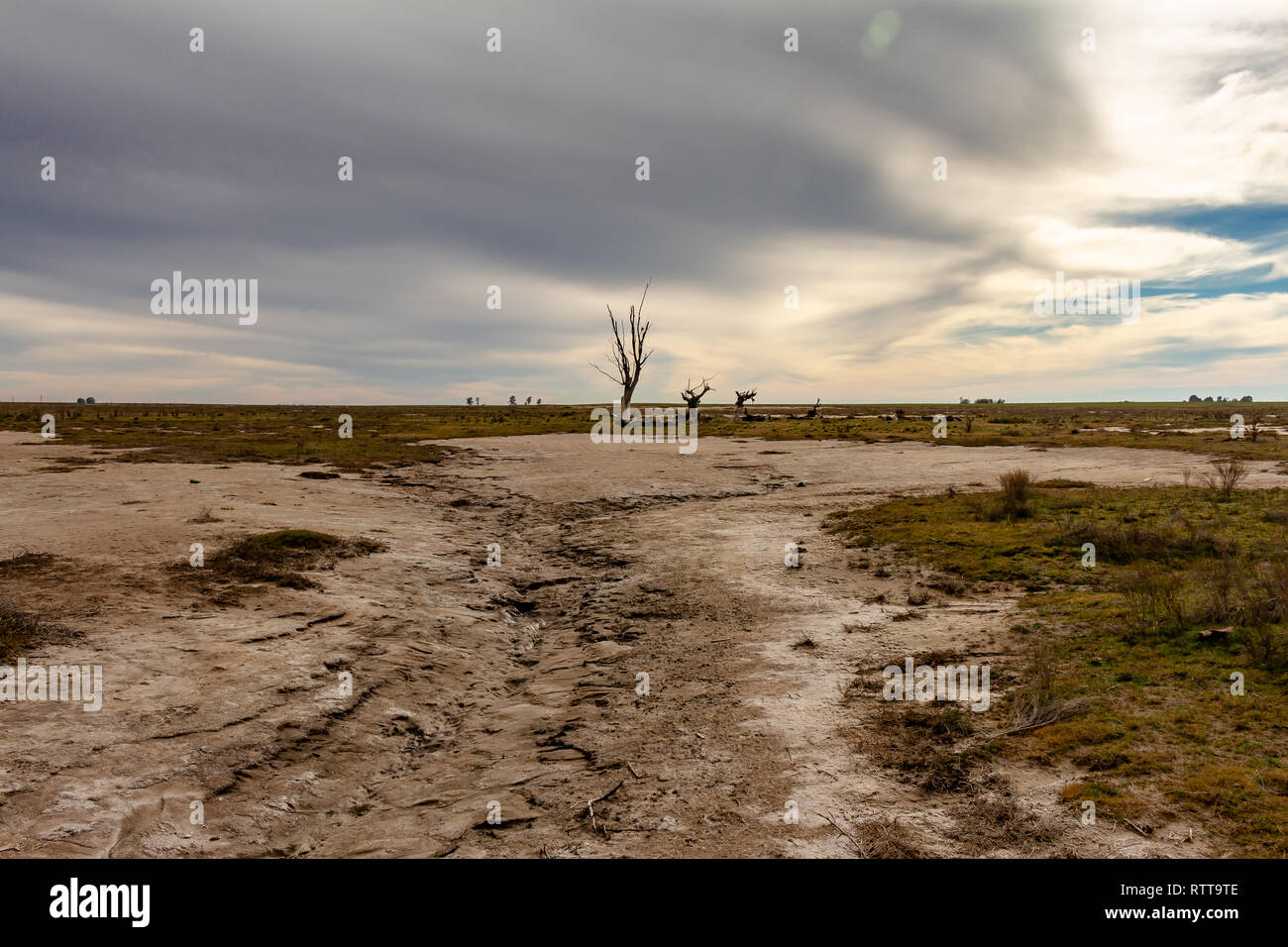 Dead trees in the abandoned city of Epecuen. Flood that destroyed the ...