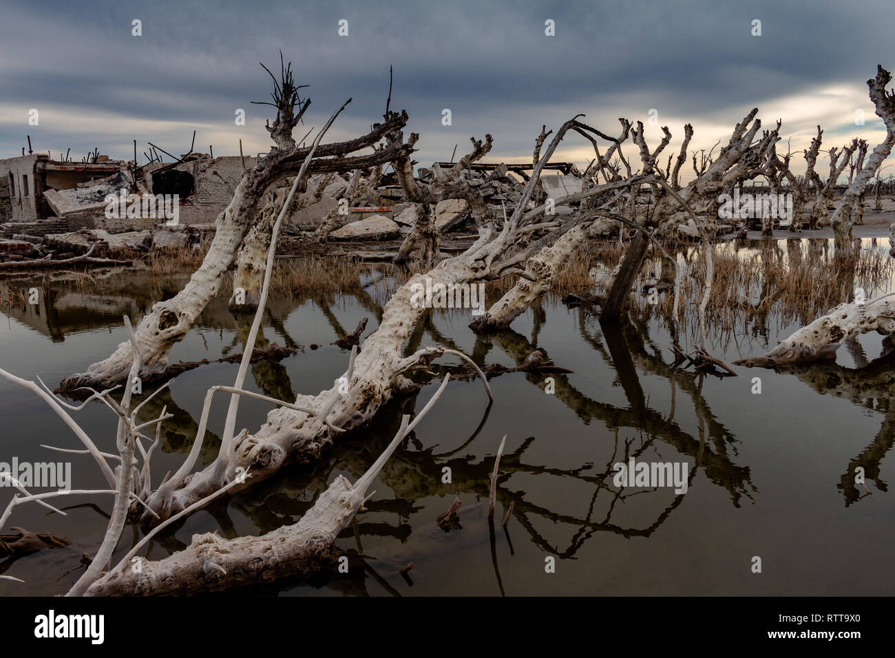 Dead trees in the abandoned city of Epecuen. Flood that destroyed the ...