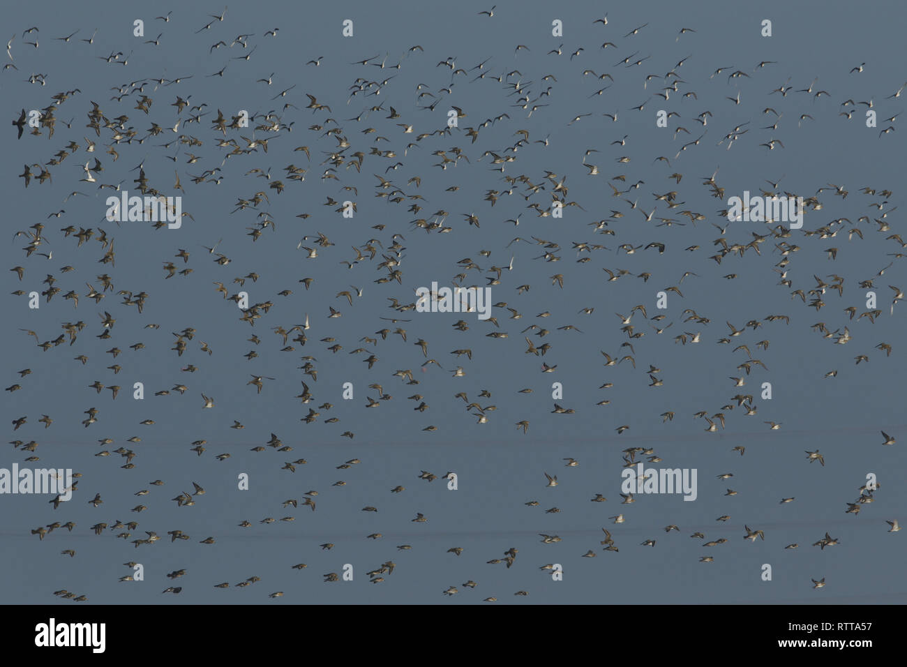 A large flock of Golden Plover, Pluvialis apricaria, flying in the blue ...