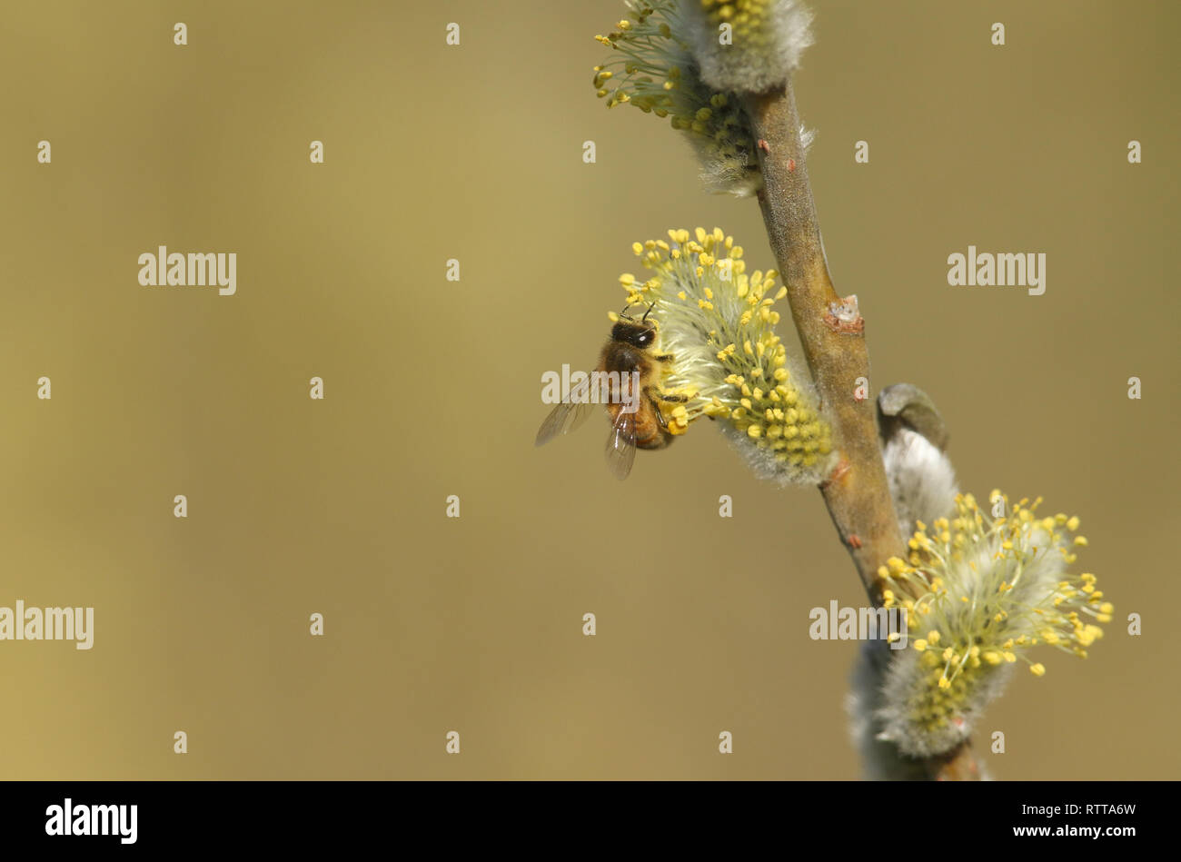 A Honey Bee (Apis mellifera) collecting pollen from the Goat Willow or ...