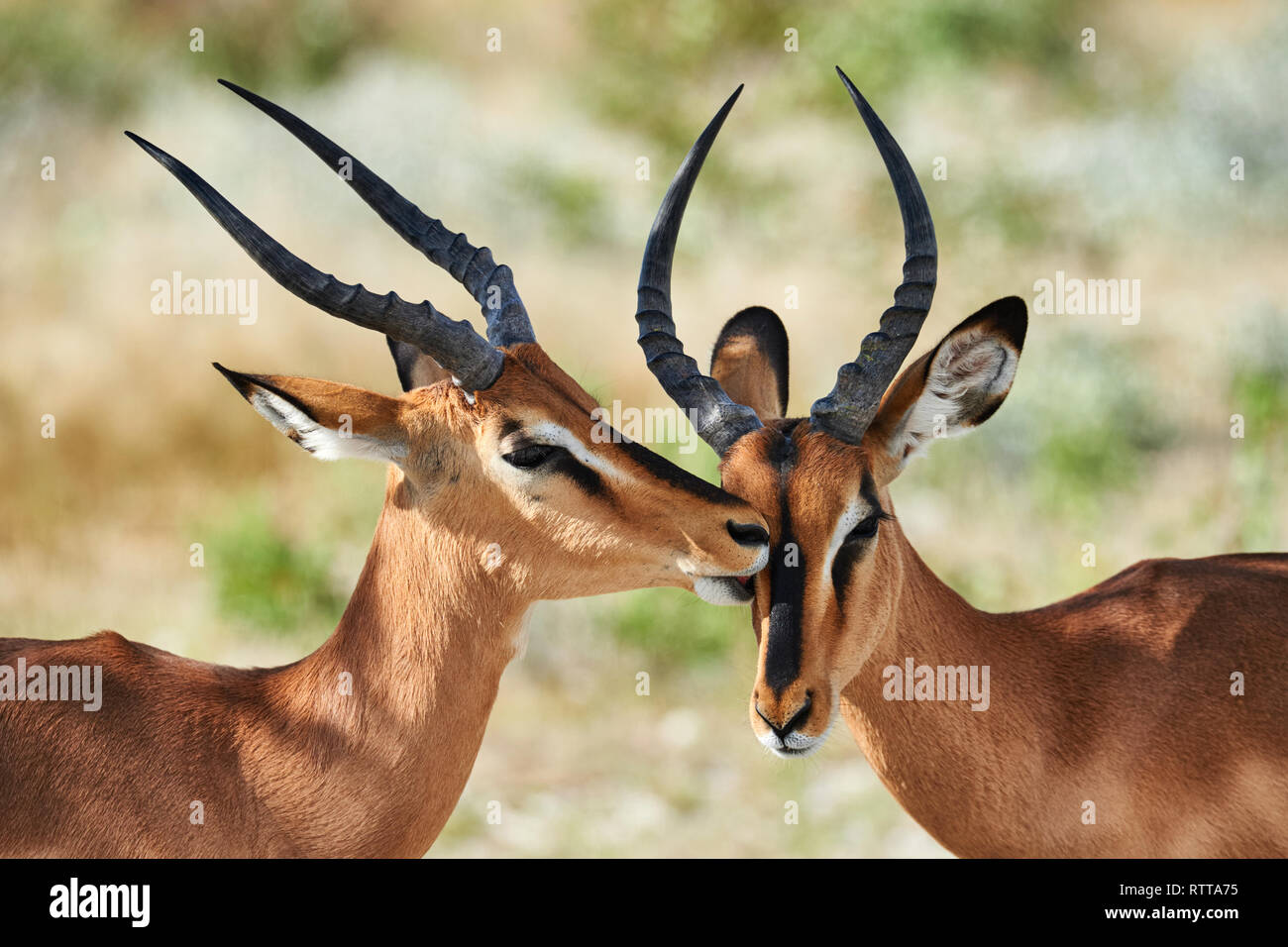 Two male black faced impala photographed in Namibia Stock Photo - Alamy