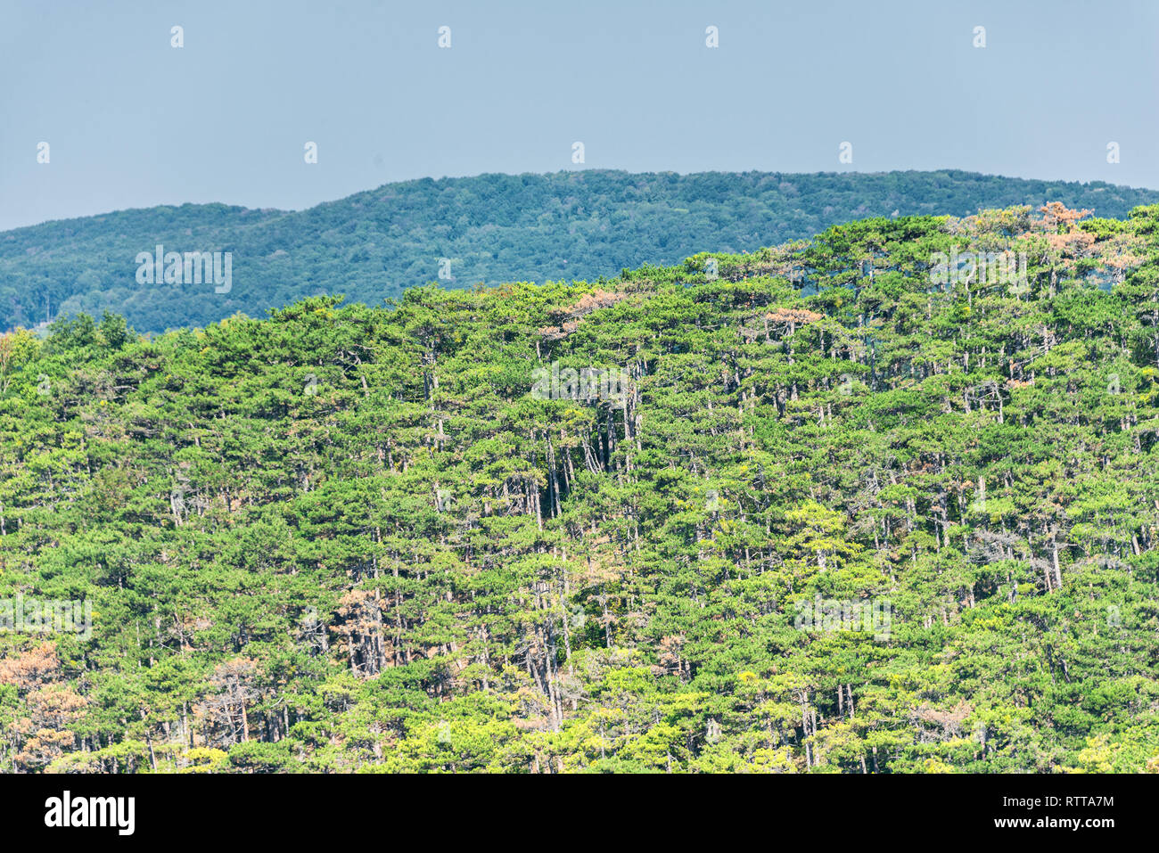 Black Pine or Austrian Pine in Vienna Woods Stock Photo - Alamy