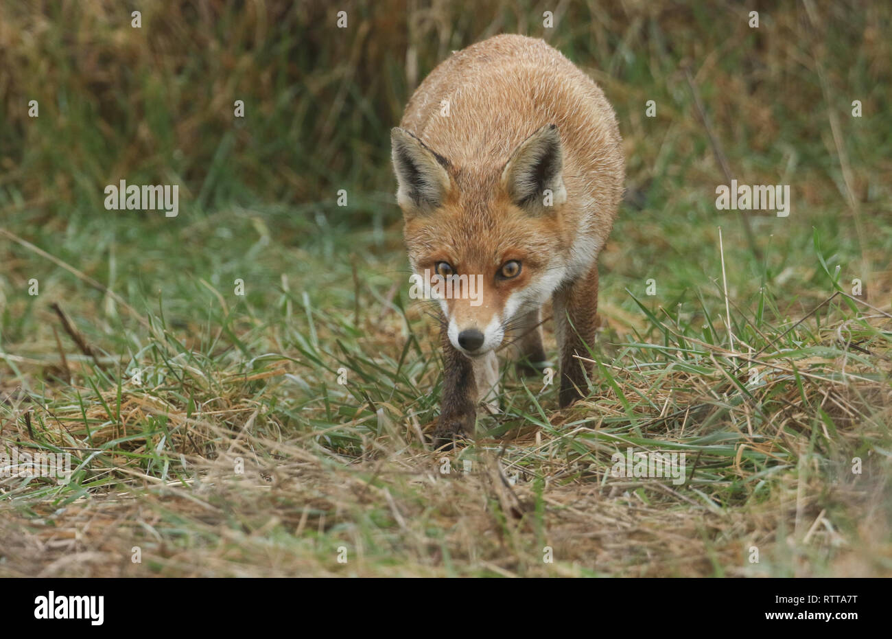 A magnificent Red Fox (Vulpes vulpes) searching for food to eat at the ...