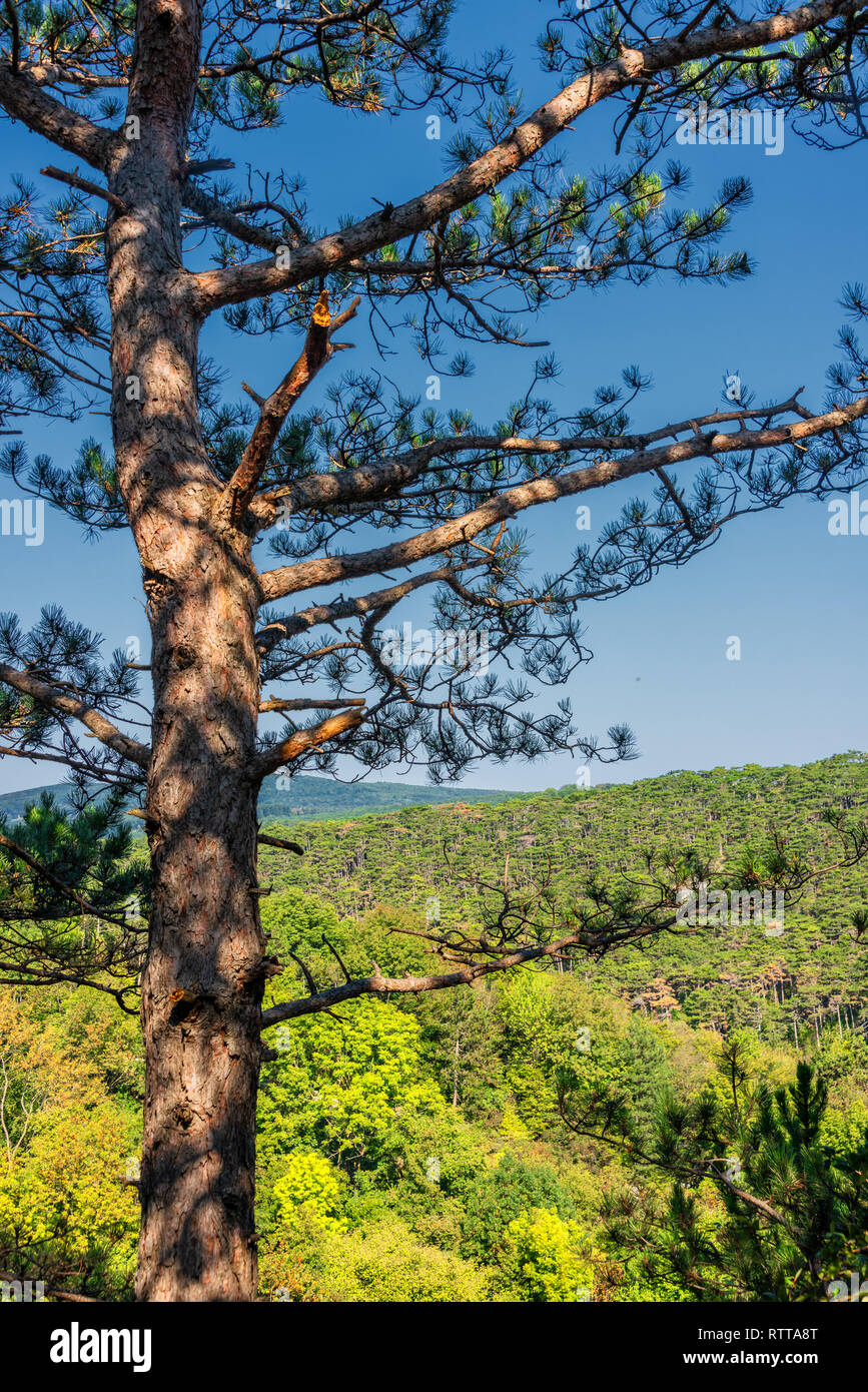 Vienna Woods Austria High Resolution Stock Photography and Images - Alamy