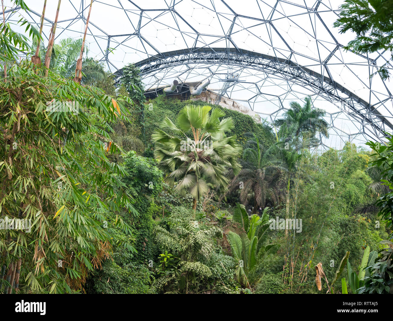 Rainforest canopy walkway eden hi-res stock photography and images - Alamy