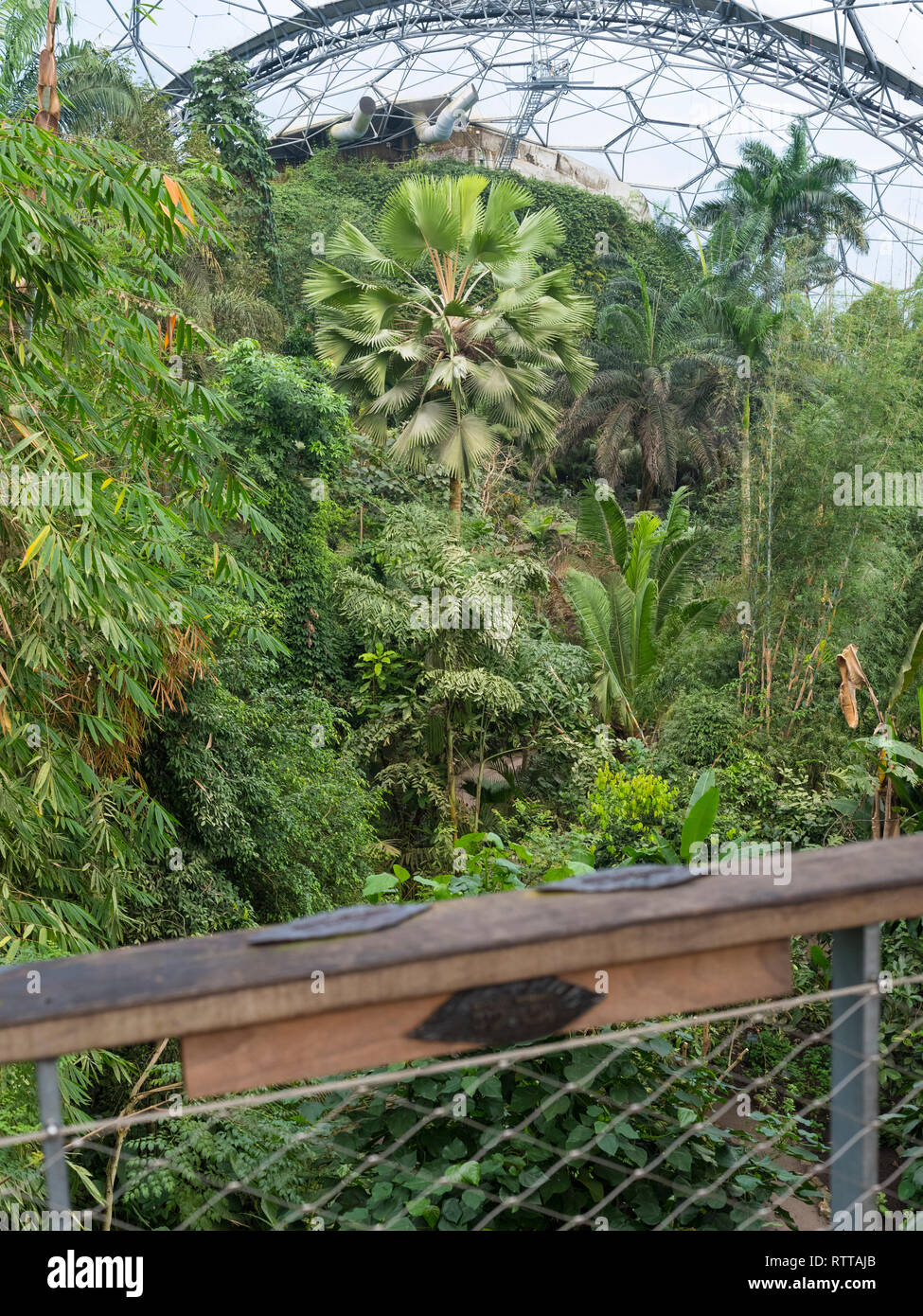 The walkway in the rainforest biome, Eden Project Stock Photo - Alamy