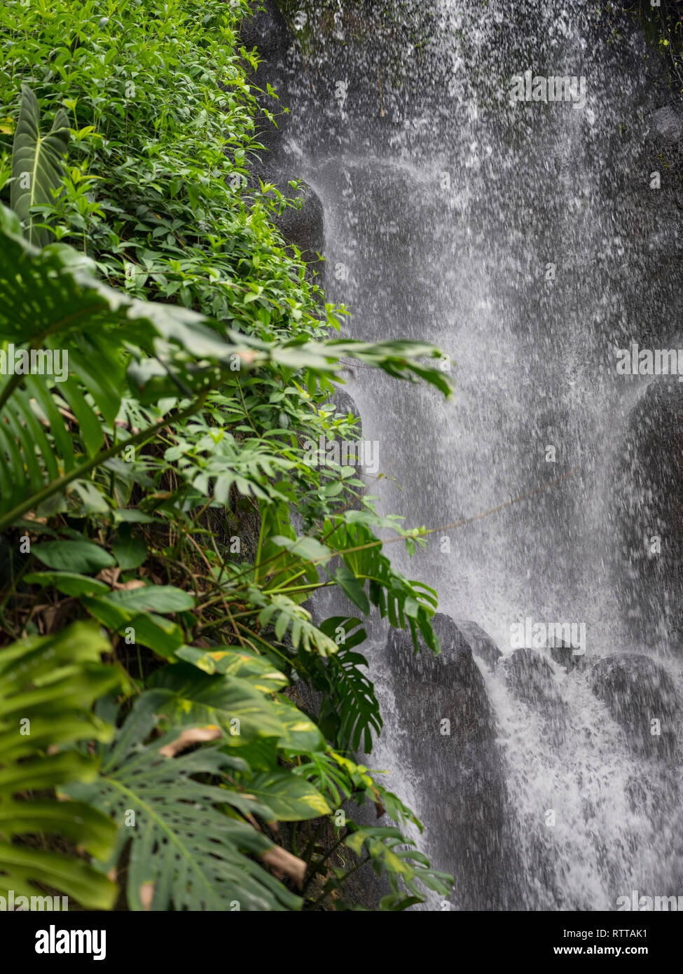 Waterfall, Rainforest, Eden Project Stock Photo - Alamy