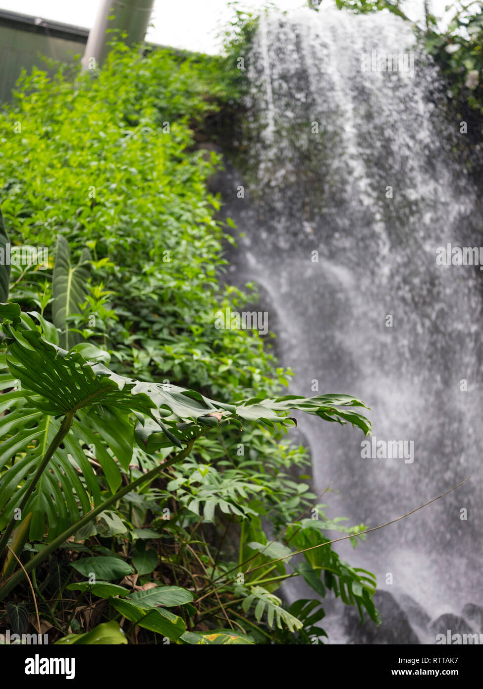 Waterfall, Rainforest, Eden Project Stock Photo - Alamy