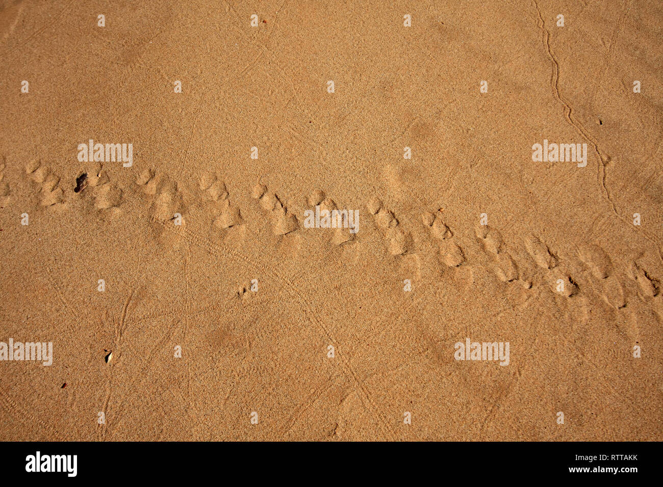 Small animal tracks in the sand in Grand Canyon National Park, Arizona ...