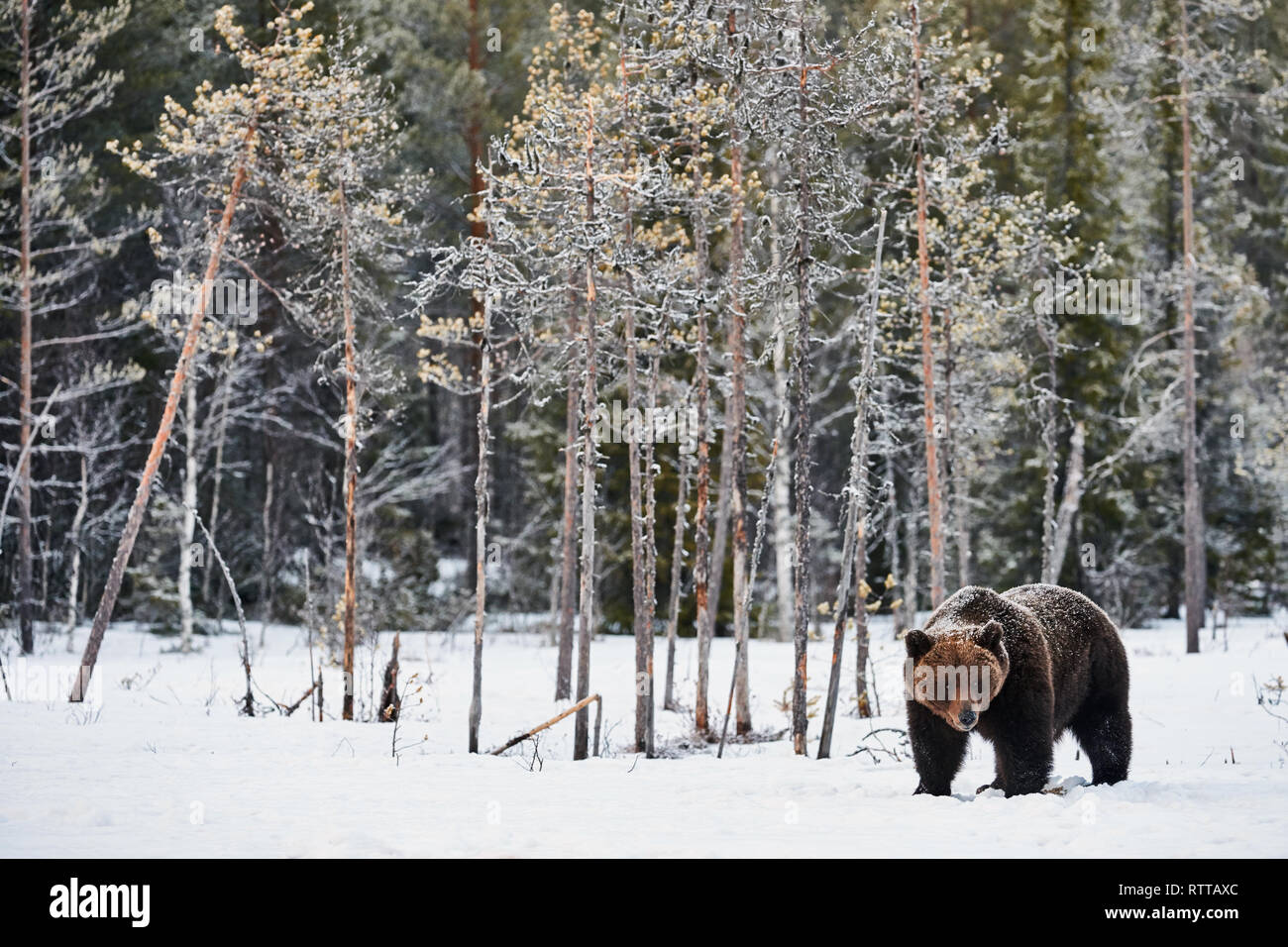 Beautiful brown bear hi-res stock photography and images - Alamy