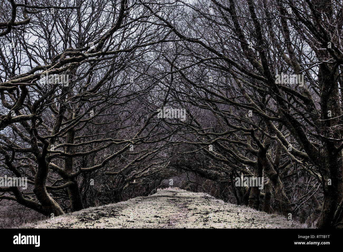 Frosty path through archway of trees Stock Photo - Alamy