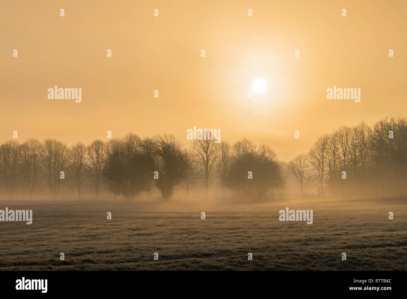 Dawn Mist in the Trees Stock Photo - Alamy