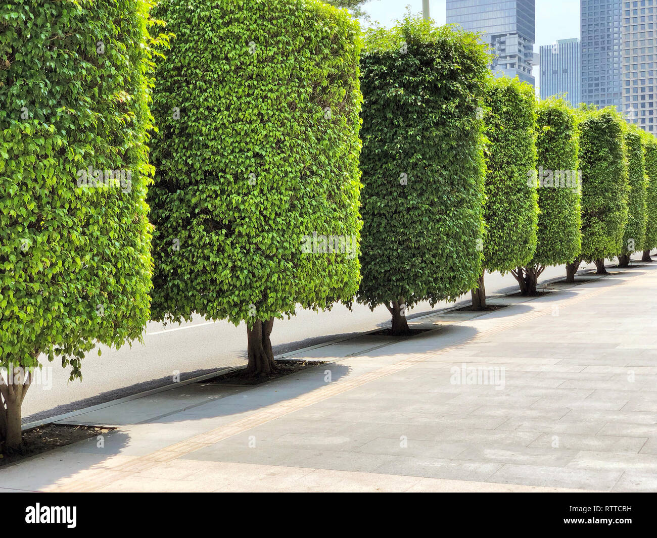 Urban Design of Shaped Cylindrical Tree in Shenzhen, China Stock Photo ...
