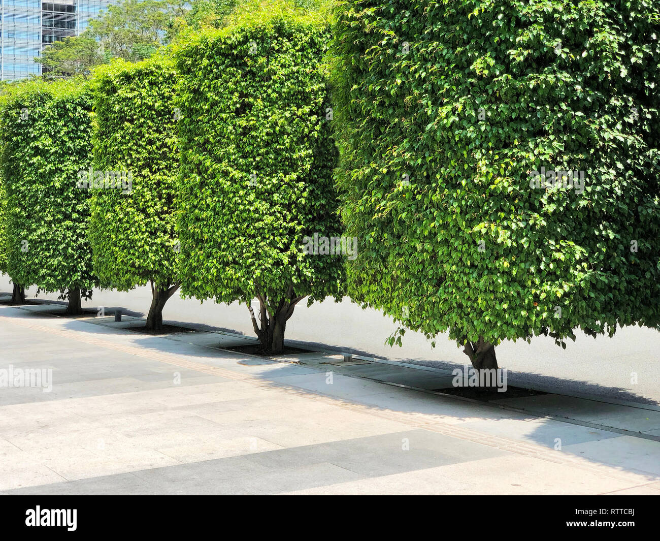Urban Design of Shaped Cylindrical Tree in Shenzhen, China Stock Photo ...