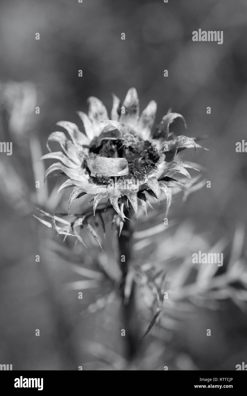 Close up dead thistle hi-res stock photography and images - Alamy