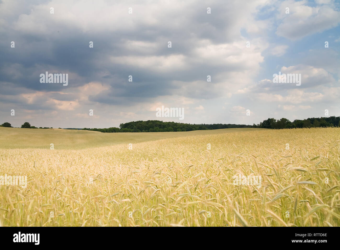 golden yield - photo taken in Poland Stock Photo - Alamy