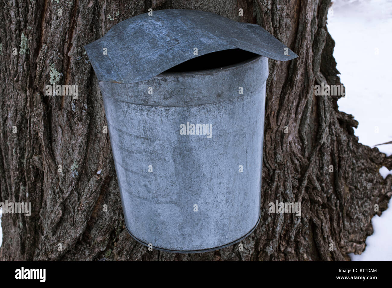 Maple Syrup Sap Sugaring Tree Bucket Tap Maple High Resolution Stock ...
