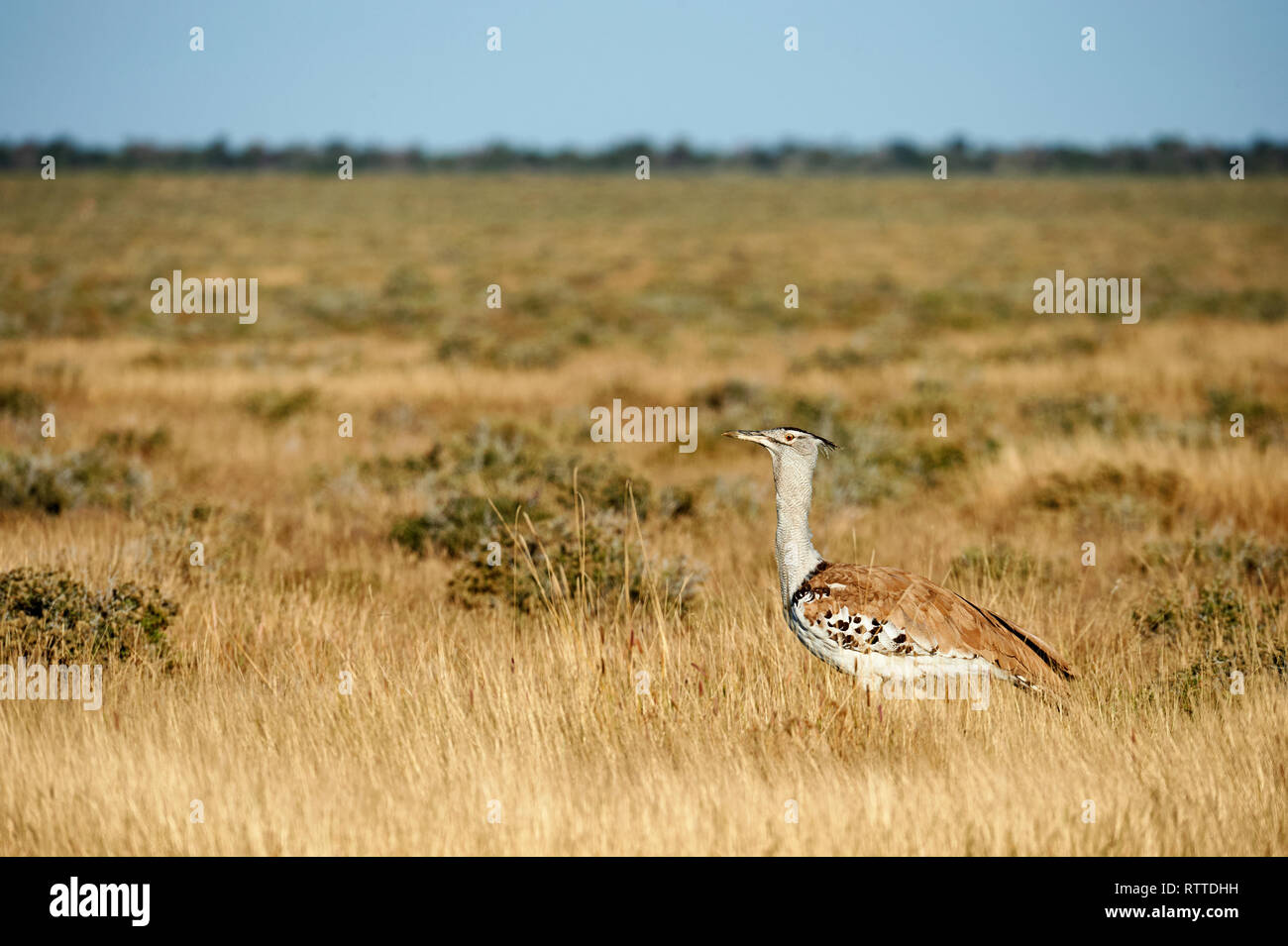Kori bustard a really large flying bird, photographed in the namibian ...