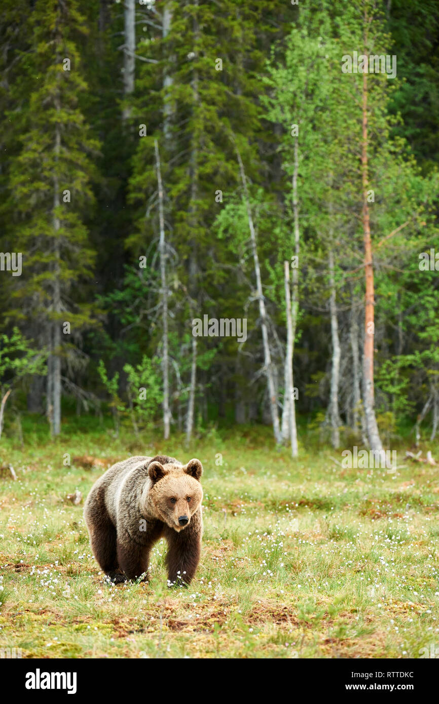 Beautiful male brown bear photographed in the taiga of northern Europe ...