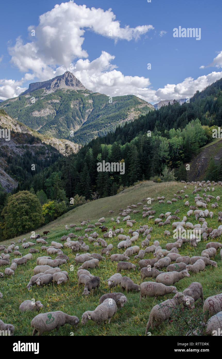 sheep near Allos pass in french alps Stock Photo - Alamy
