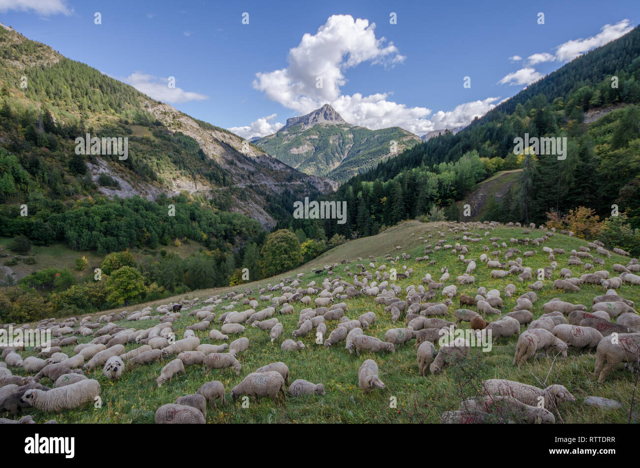 sheep near Allos pass in french alps Stock Photo - Alamy