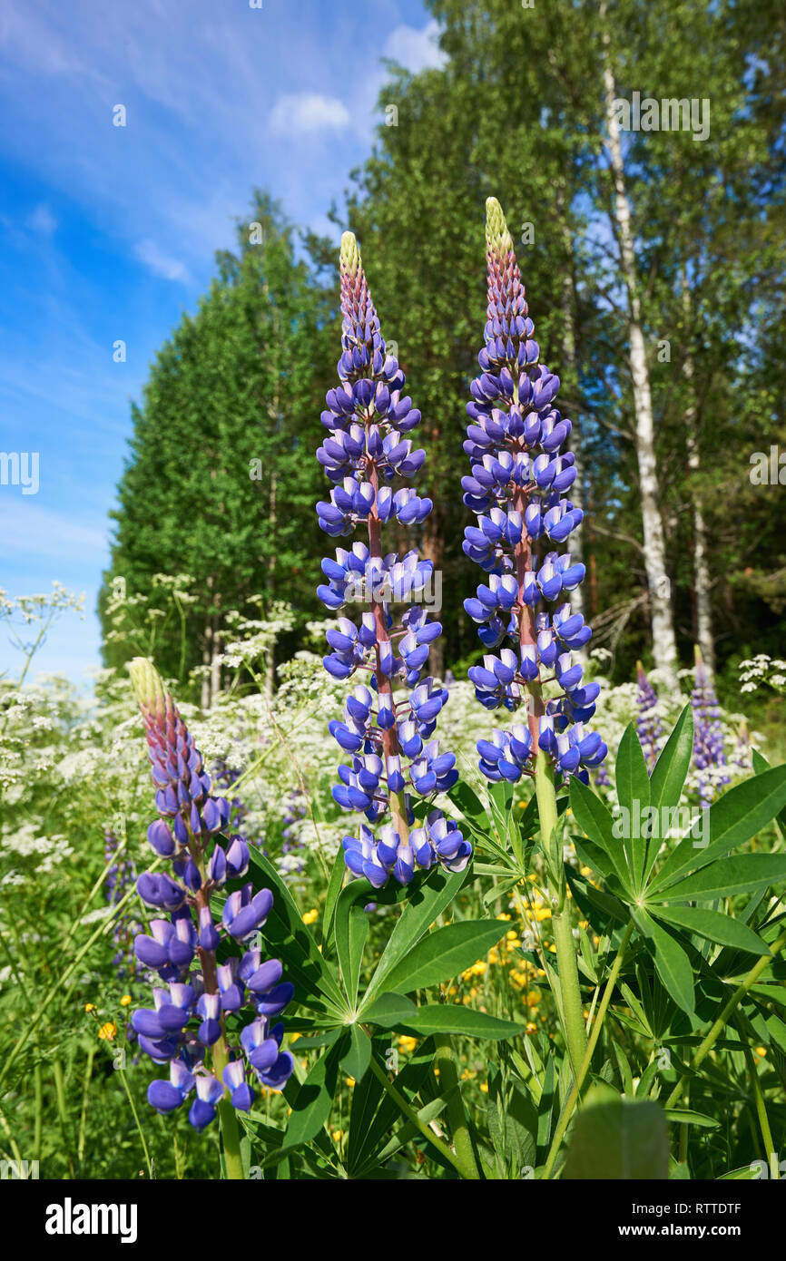 Beautiful blue Lupin photographed in Finland during spring Stock Photo ...