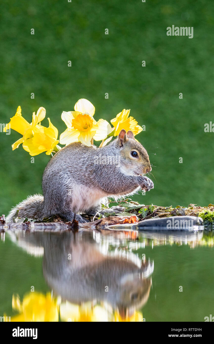 A grey squirrel amongst daffodils on St David's Day in mid Wales Stock ...