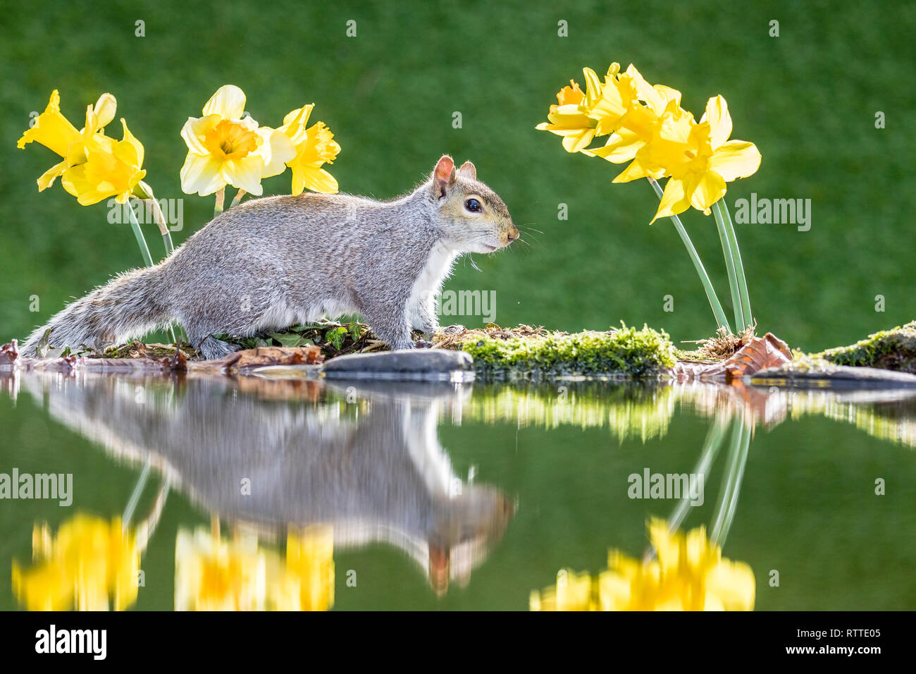 A grey squirrel amongst daffodils on St David's Day in mid Wales Stock ...