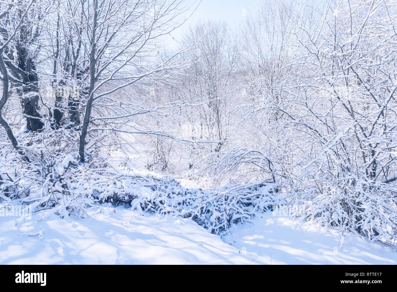 Scene of a beautiful snow covered winter garden Stock Photo - Alamy