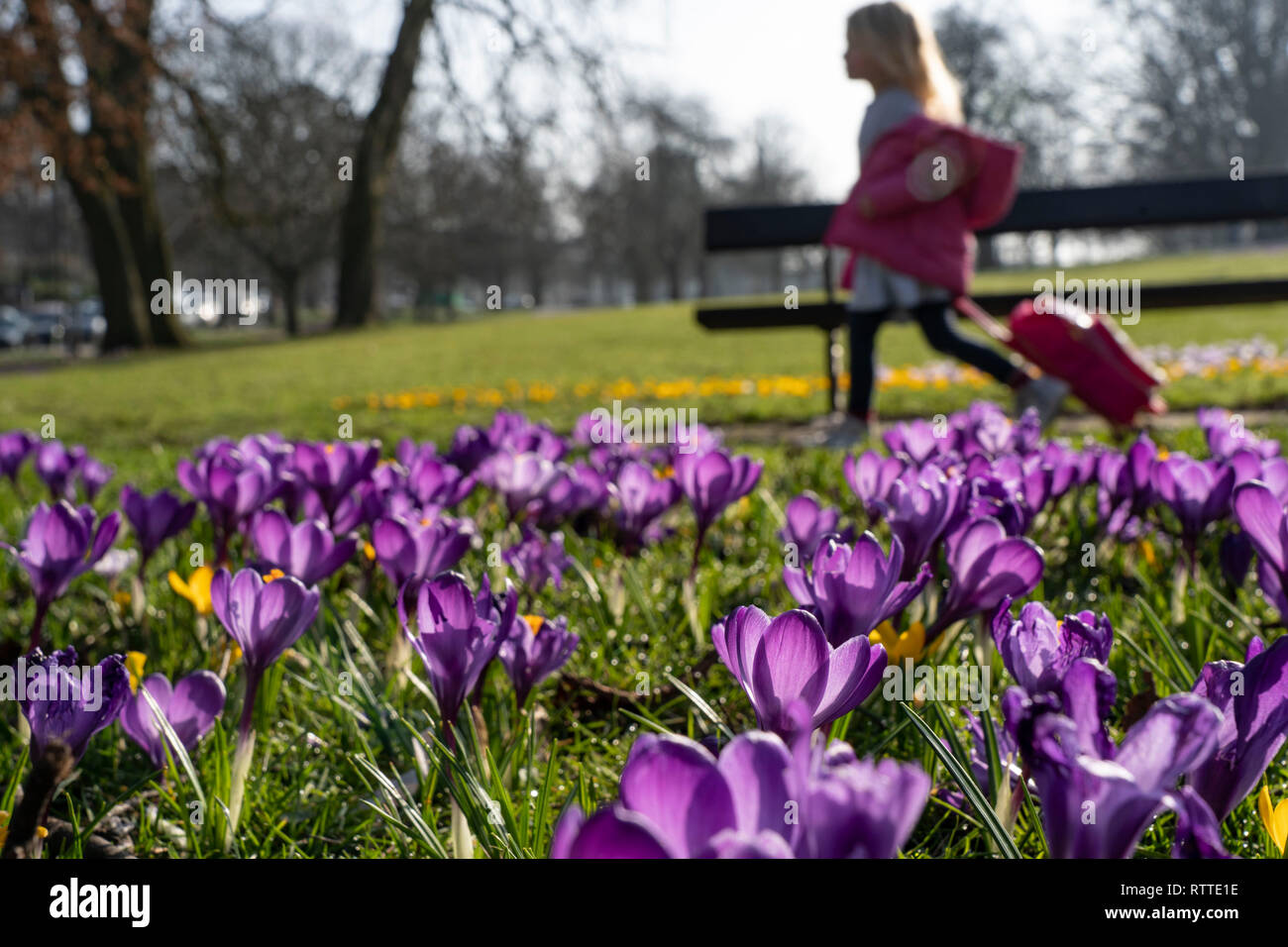 Purple Crocuses with full blooms next to a public path accompanied by a ...