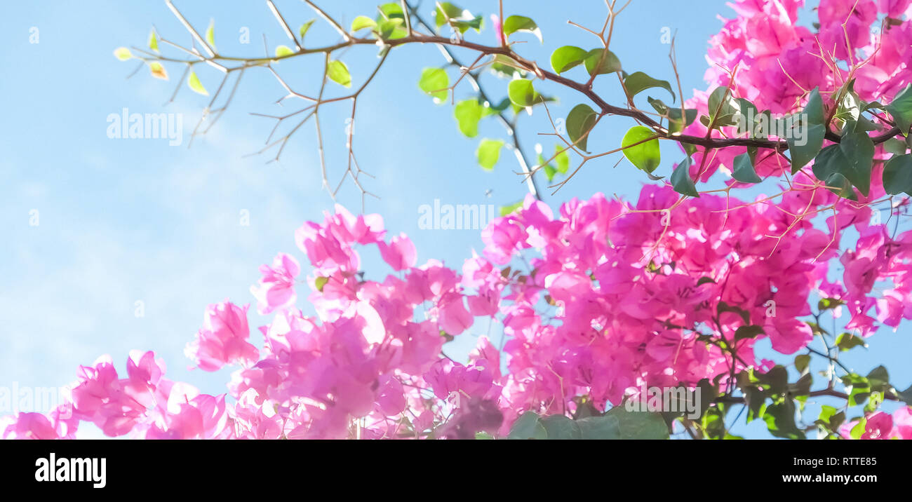 Pink flowers and blue sunny sky - floral background, spring holidays ...