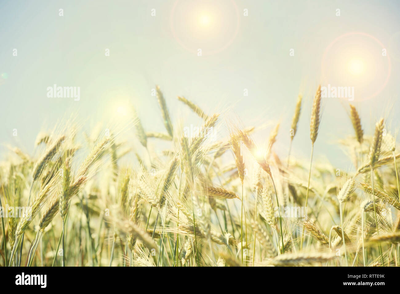 Nature blue sky wheat hi-res stock photography and images - Alamy