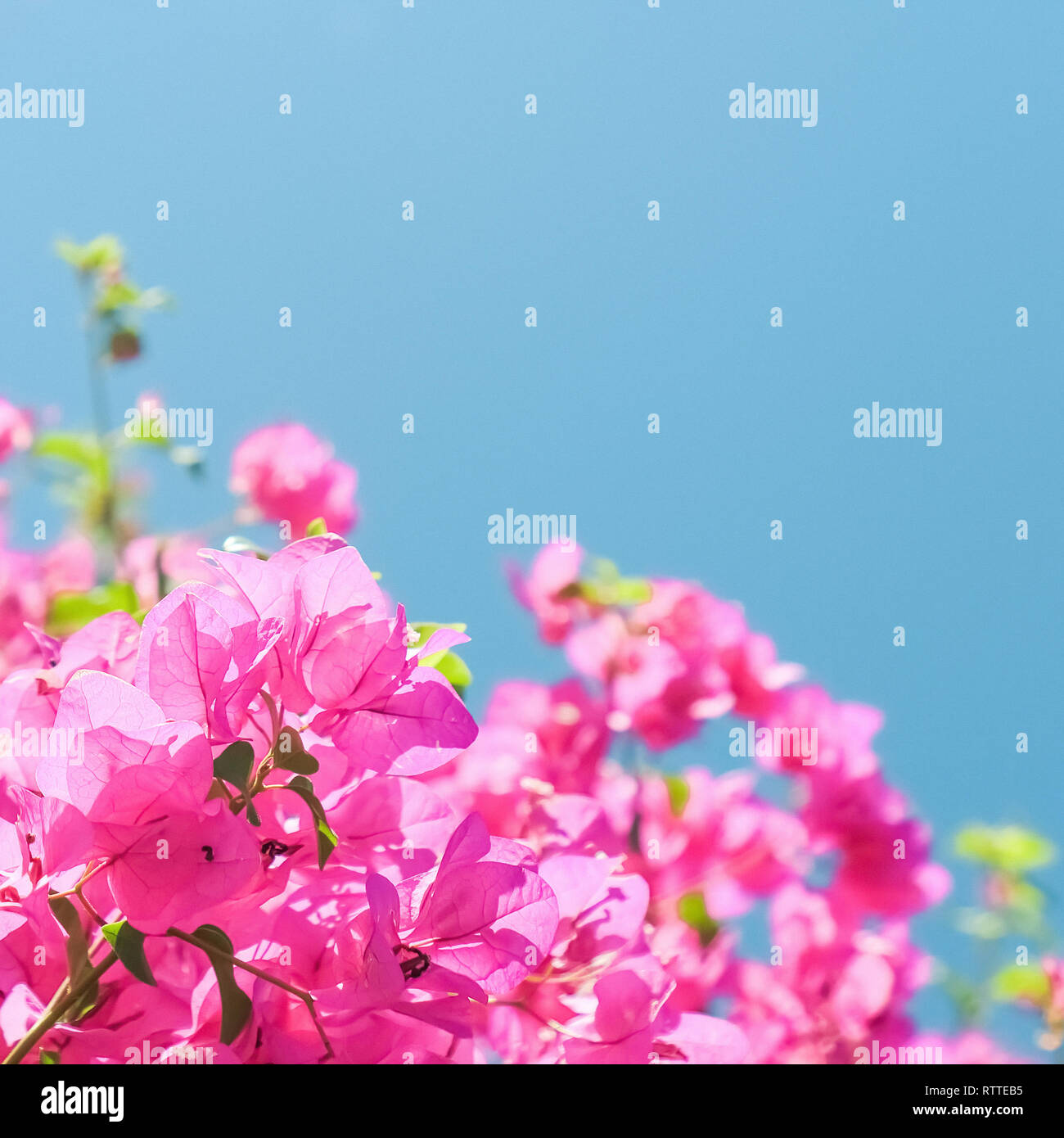 Pink flowers and blue sunny sky - floral background, spring holidays ...